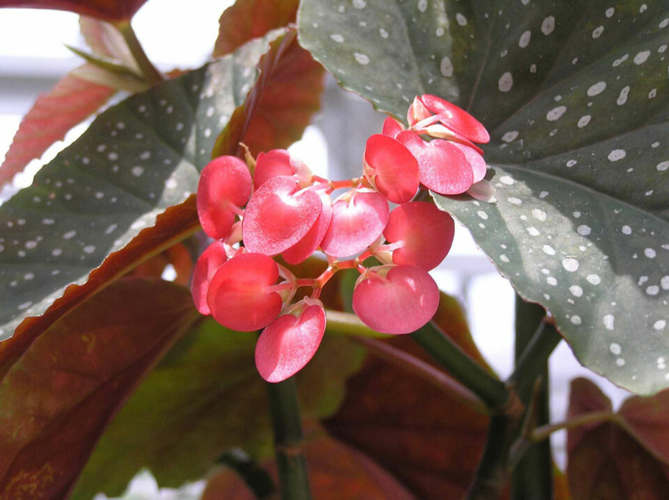 Begonia Types: Top 21 Types to Brighten Up Your Indoor Space