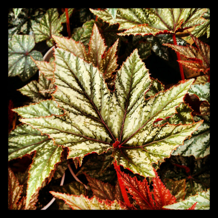Begonia Types: Top 21 Types to Brighten Up Your Indoor Space