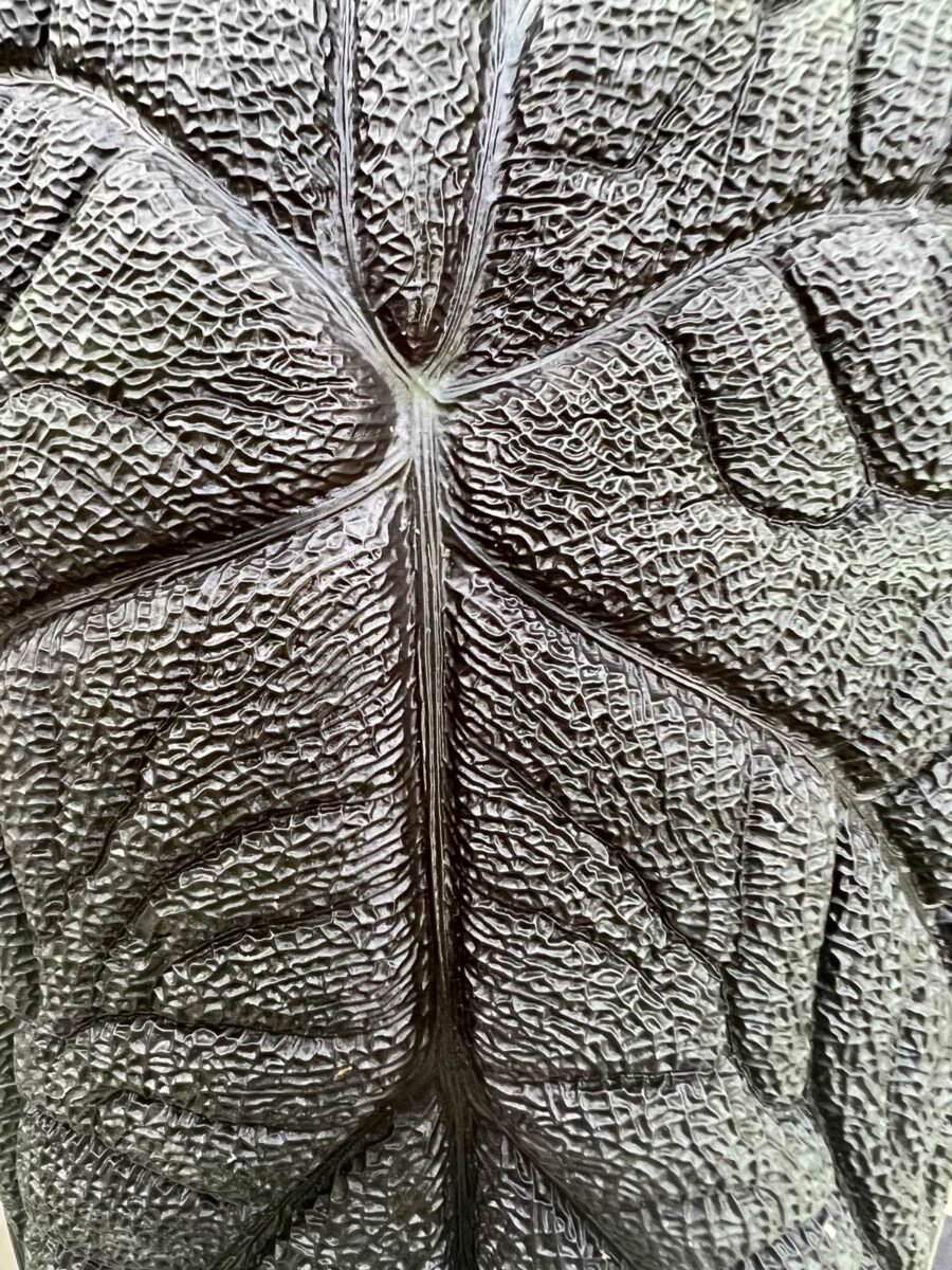 Alocasia melo: 7 Care Tips to Grow this Beauty from Borneo