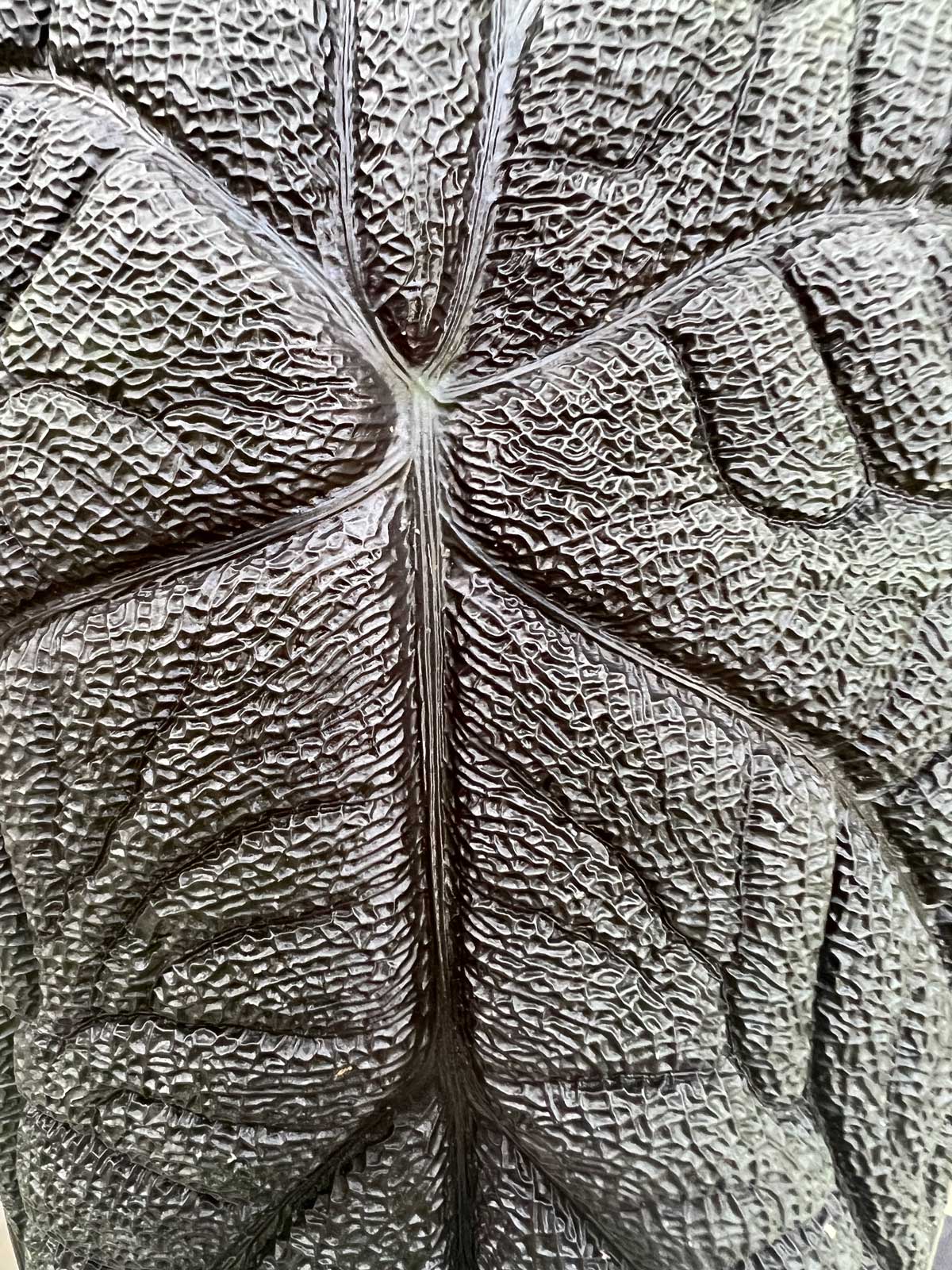 Alocasia melo: 7 Care Tips to Grow this Beauty from Borneo