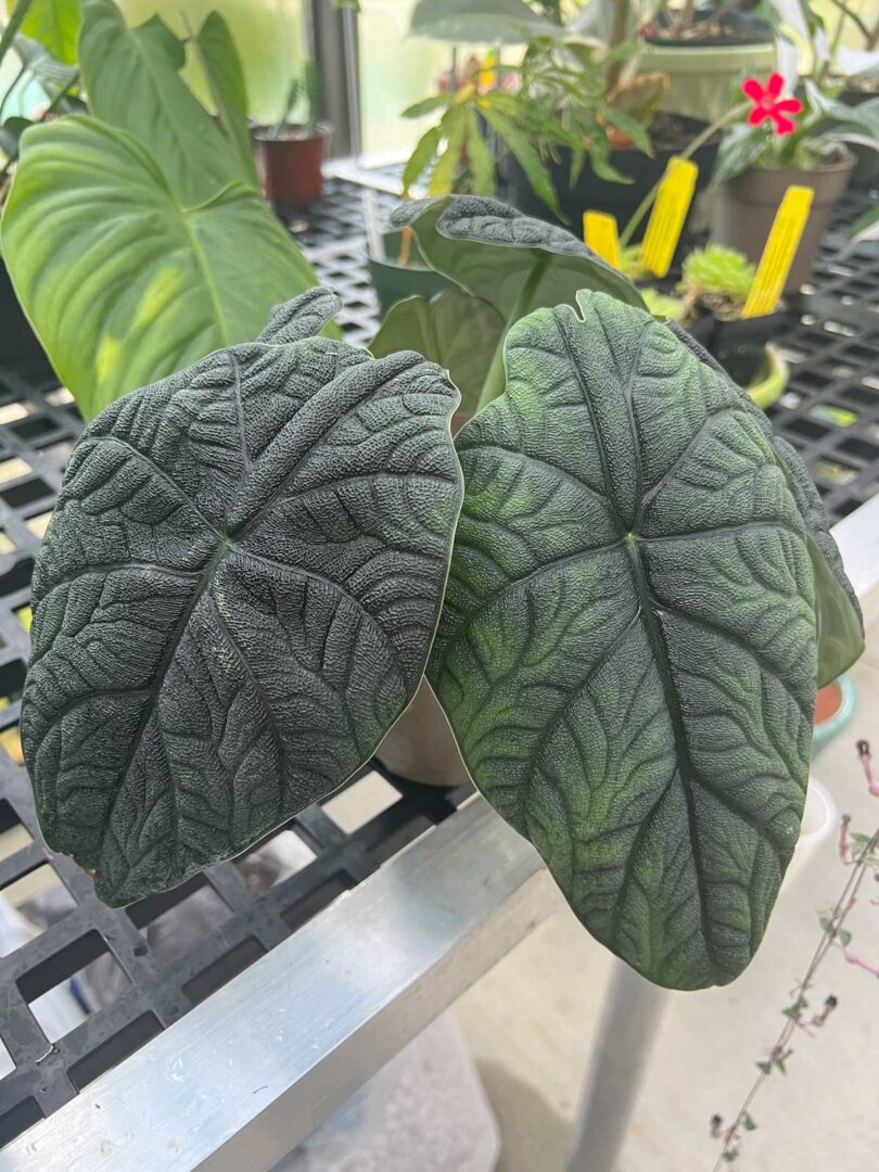 Alocasia melo: 7 Care Tips to Grow this Beauty from Borneo