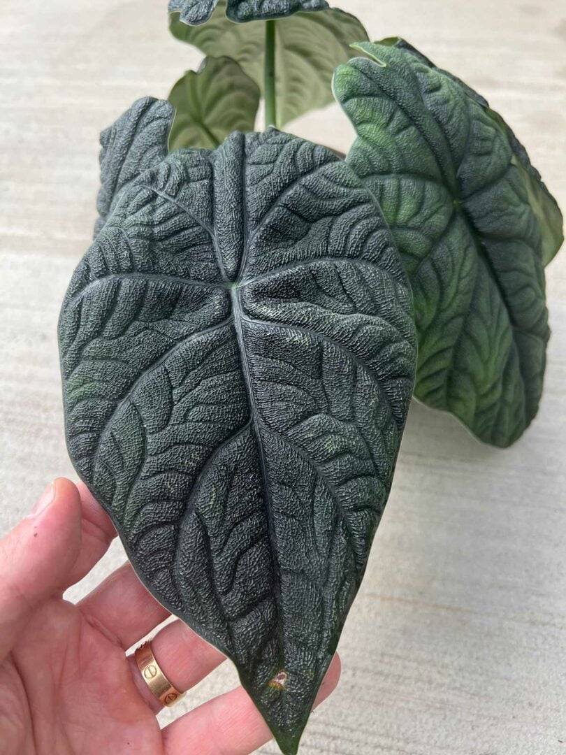 7 Growing Tips for the Stunning Alocasia cuprea Red Secret