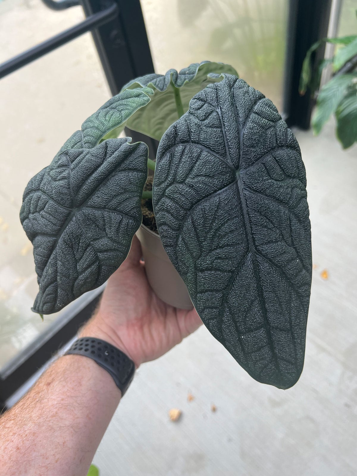 Alocasia melo: 7 Care Tips to Grow this Beauty from Borneo