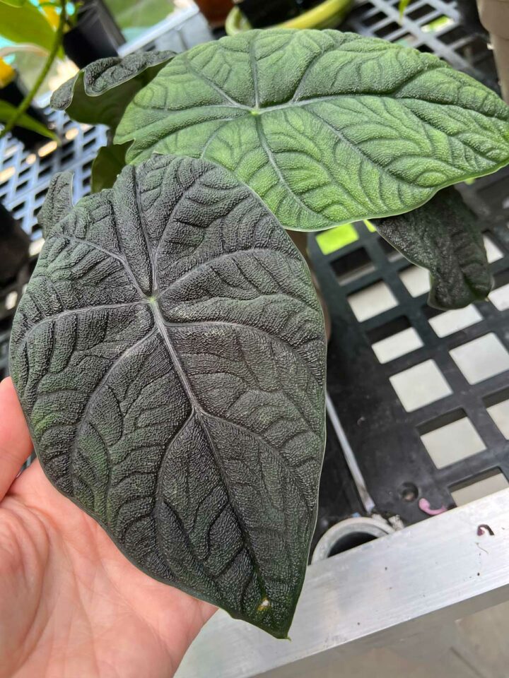 Alocasia melo: 7 Care Tips to Grow this Beauty from Borneo
