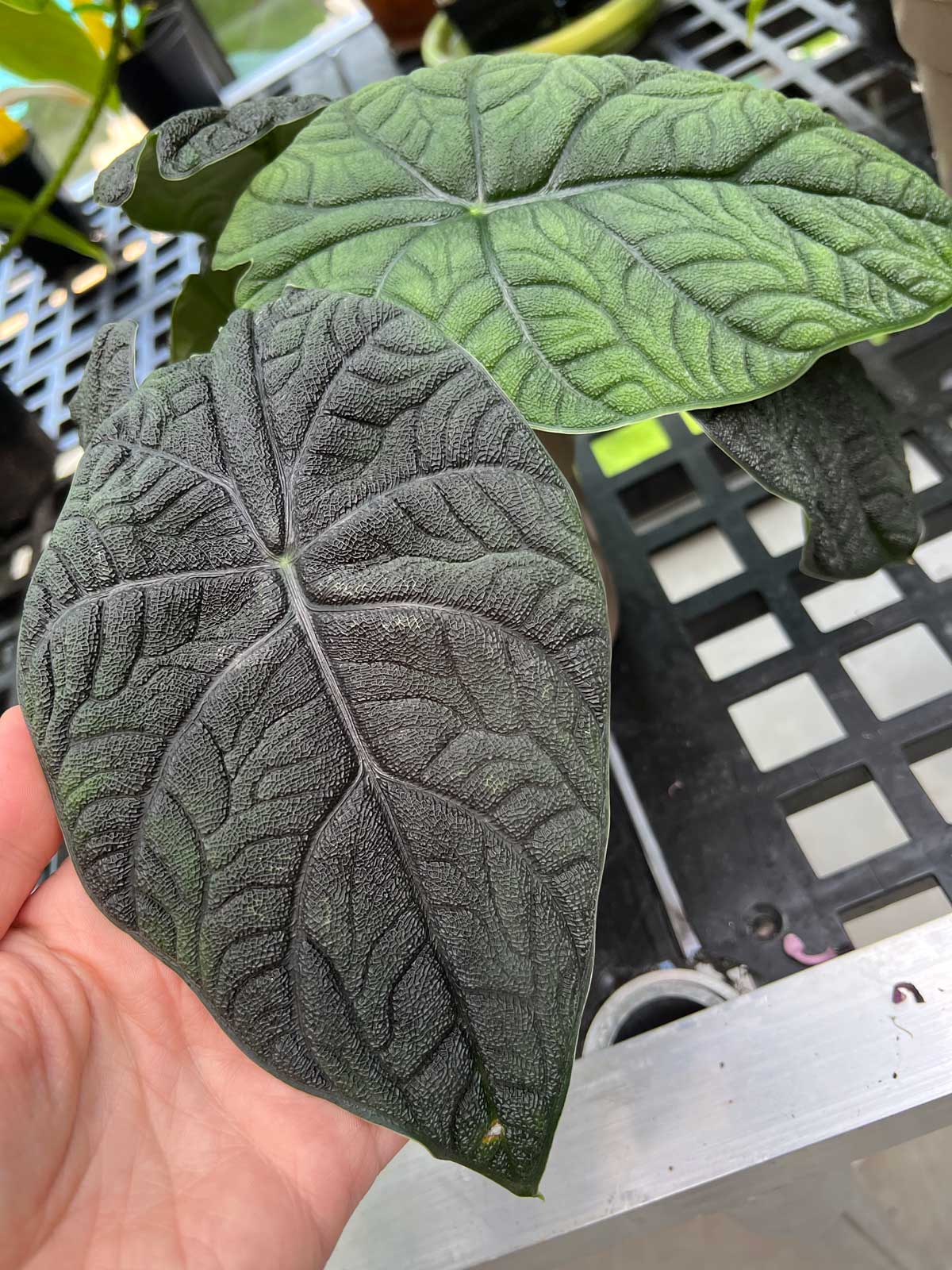 Alocasia melo: 7 Care Tips to Grow this Beauty from Borneo