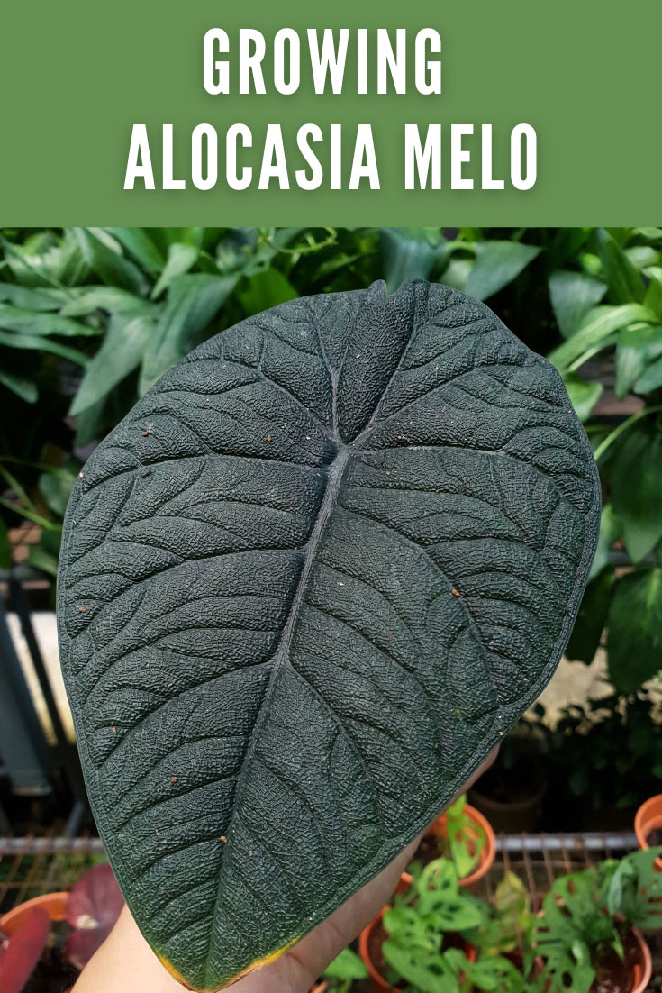 Alocasia melo: 7 Care Tips to Grow this Beauty from Borneo