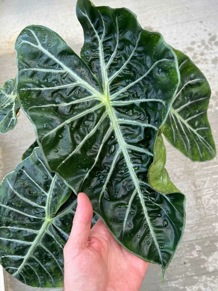 Alocasia melo: 7 Care Tips to Grow this Beauty from Borneo