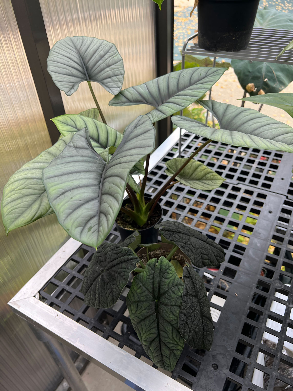 Alocasia nebula: 7 Vital Care Tips for this Stunning Aroid