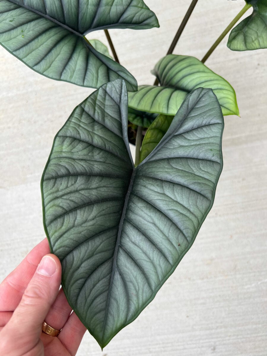 Alocasia nebula: 7 Vital Care Tips for this Stunning Aroid
