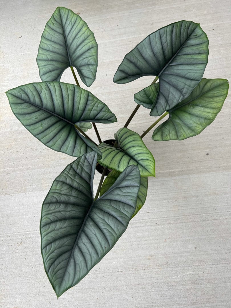 7 Growing Tips for the Stunning Alocasia cuprea Red Secret