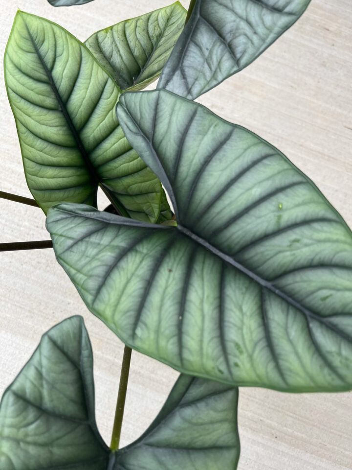 Alocasia nebula: 7 Vital Care Tips for this Stunning Aroid