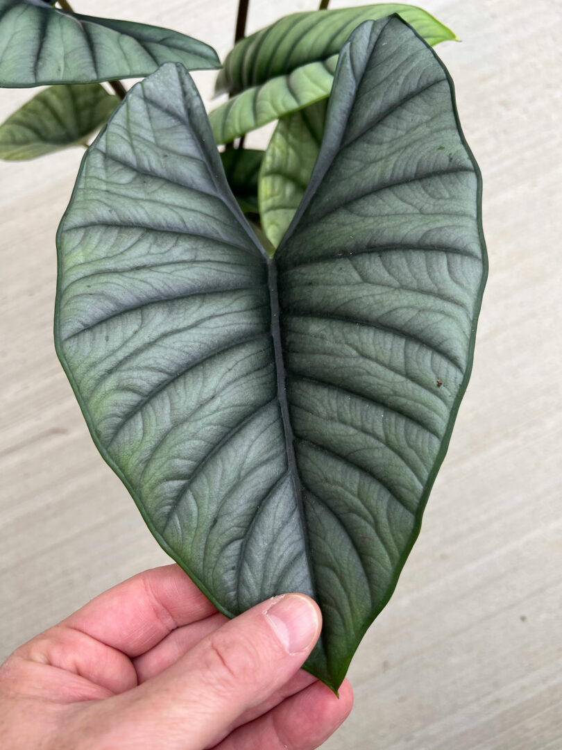 Alocasia nebula: 7 Vital Care Tips for this Stunning Aroid