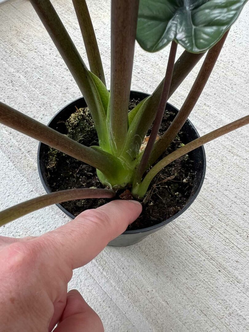 Alocasia nebula: 7 Vital Care Tips for this Stunning Aroid