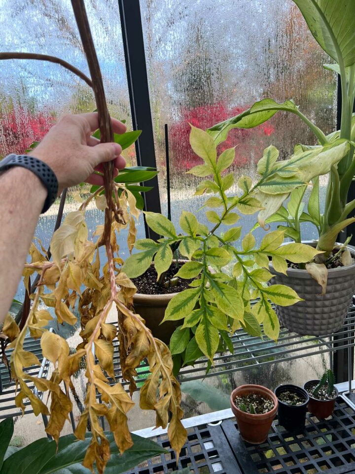 Amorphophallus konjac - 9 Care Tips for Voodoo Lily Amorphophallus konjac - 9 Care Tips for Voodoo Lily