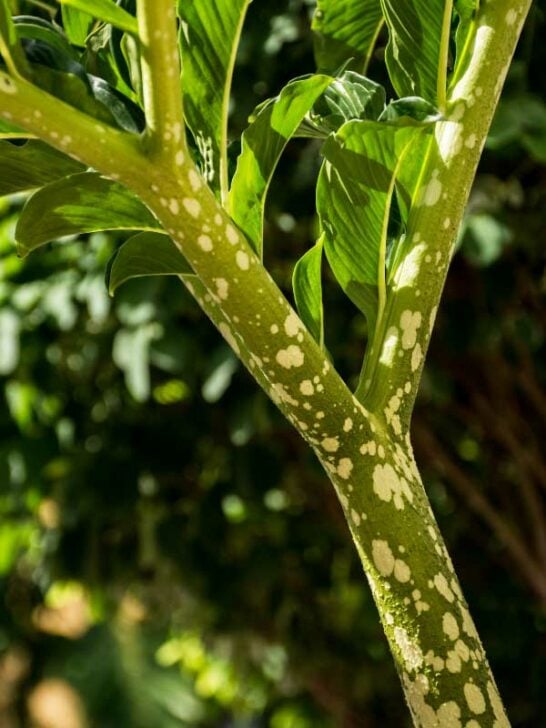 Amorphophallus konjac - 9 Care Tips for Voodoo Lily