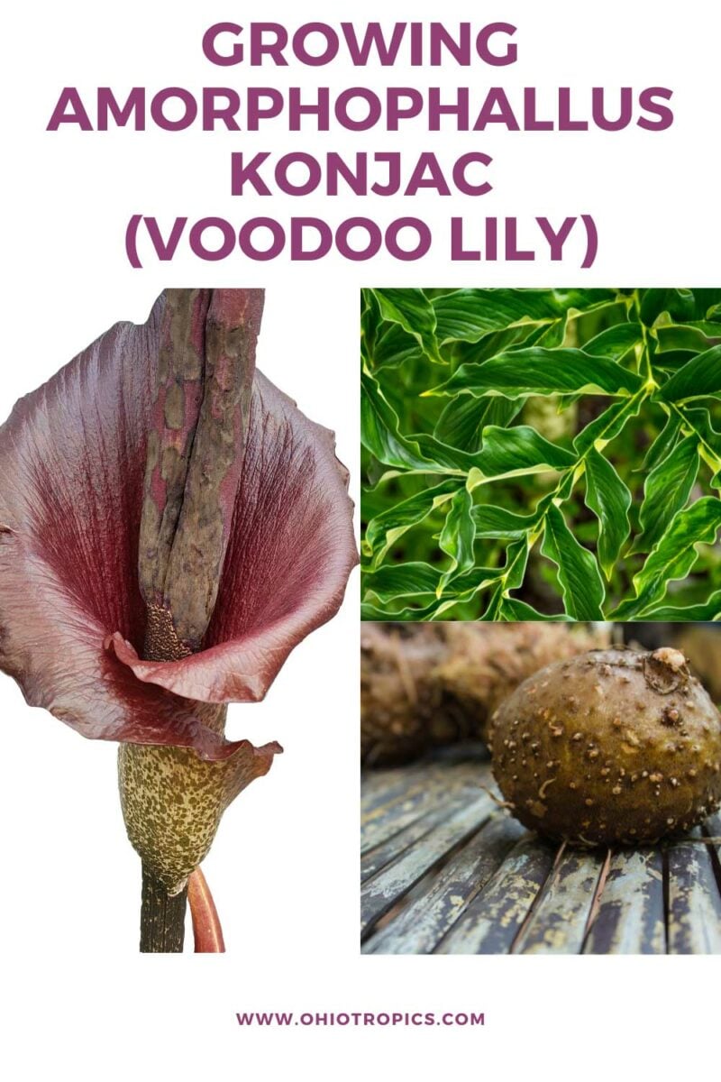 Amorphophallus konjac - 9 Care Tips for Voodoo Lily