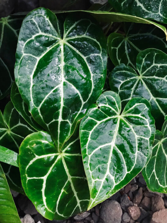 Anthurium Varieties: 21 Unique Types You Can Collect