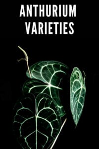 Anthurium Varieties: 21 Unique Types You Can Collect