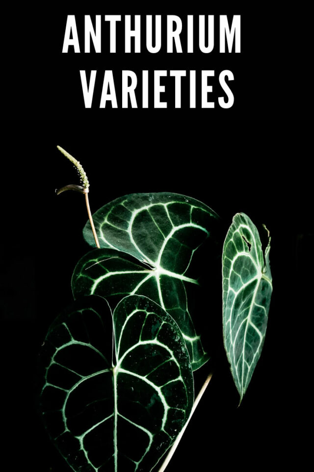Anthurium Varieties: 21 Unique Types You Can Collect