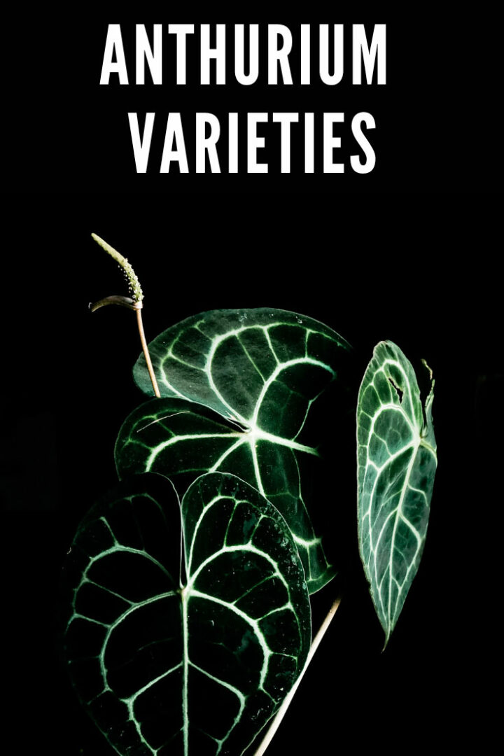 Anthurium Varieties: 21 Unique Types You Can Collect