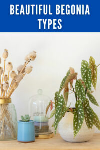 Begonia Types: Top 21 Types to Brighten Up Your Indoor Space