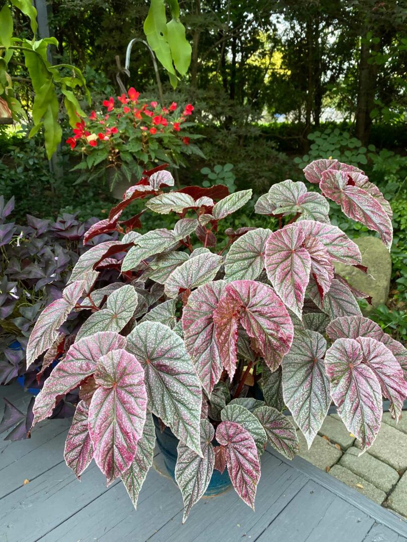 Begonia Types: Top 21 Types to Brighten Up Your Indoor Space