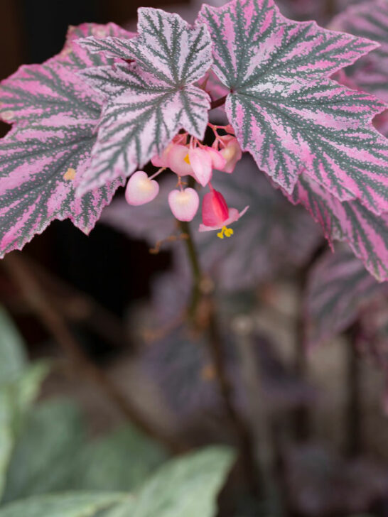 Begonia Types: Top 21 Types to Brighten Up Your Indoor Space