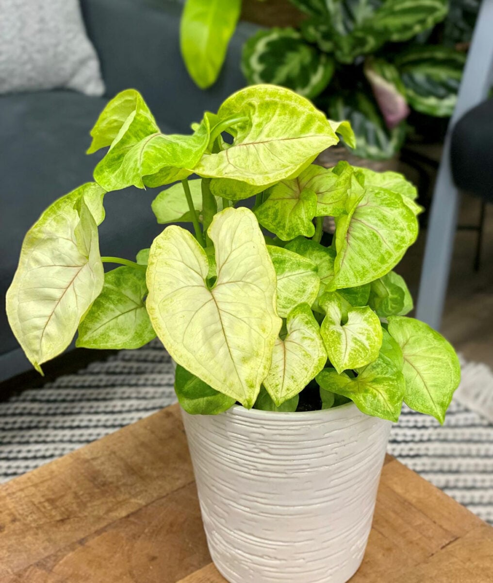 Syngonium Varieties: 23 Gorgeous Types of Arrowhead Vine