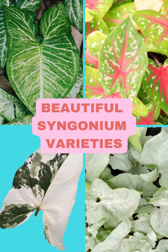 Syngonium Varieties: 23 Gorgeous Types of Arrowhead Vine