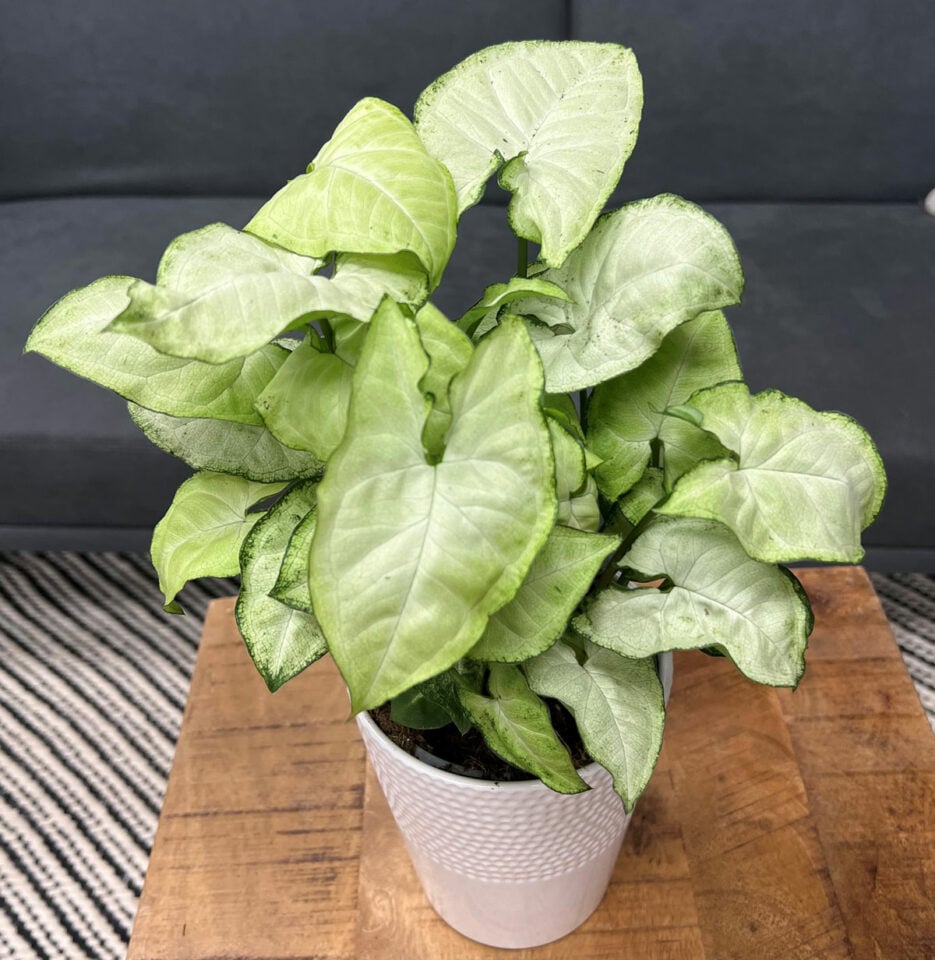 Syngonium Varieties: 23 Gorgeous Types of Arrowhead Vine