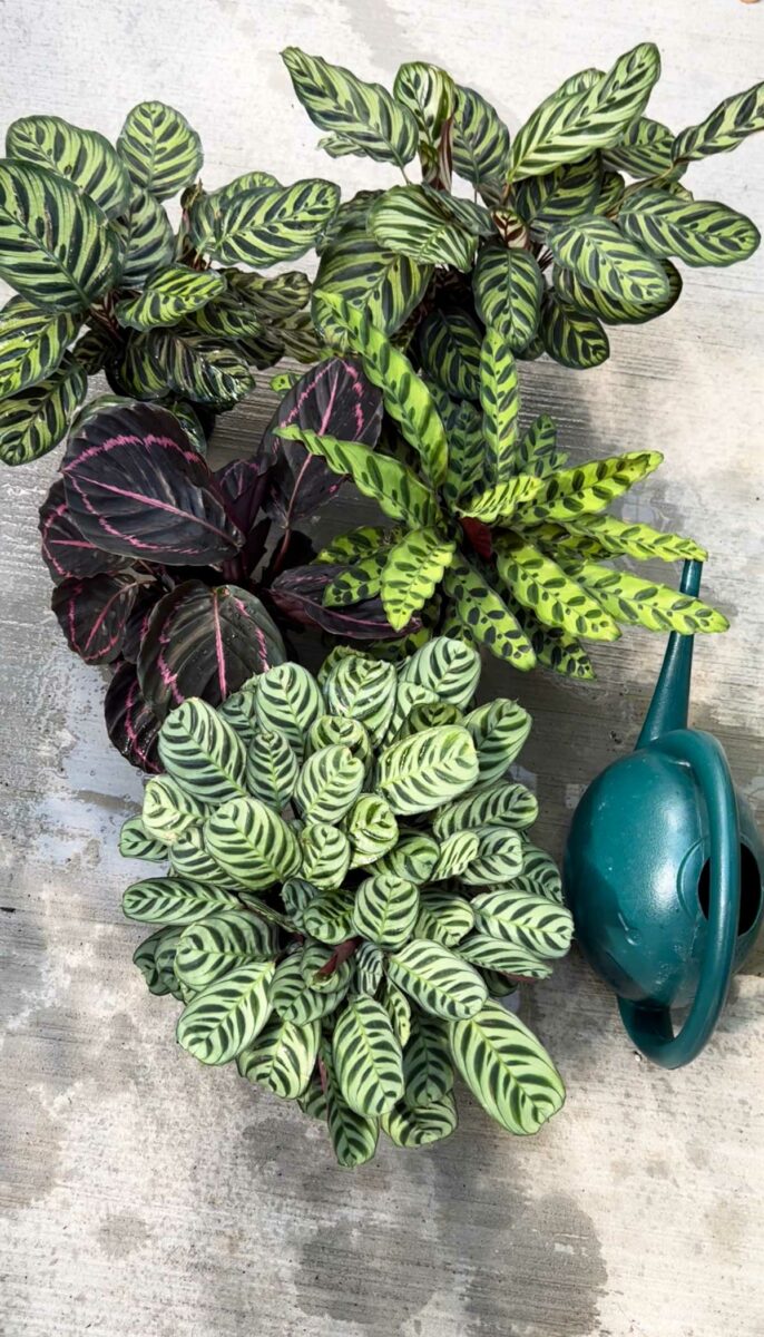 The BEST Distilled Water Alternative for Watering Calathea