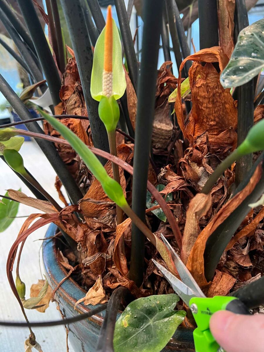 Alocasia Flowers: 5 Common Questions Answered (with photos)