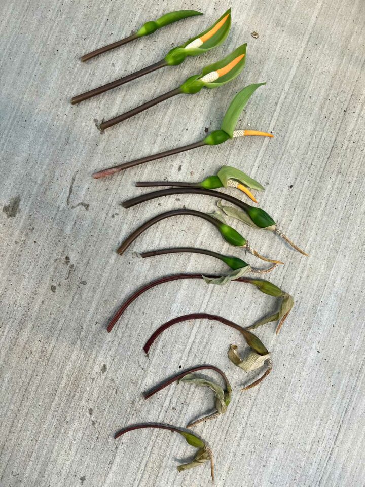 Alocasia melo: 7 Care Tips to Grow this Beauty from Borneo