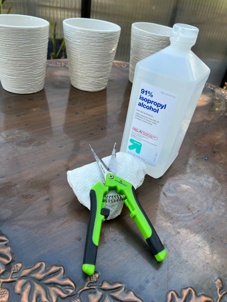 Overwintering Caladiums in Cold Climates: 5 Important Tips