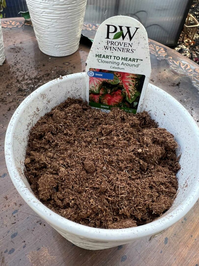 Overwintering Caladiums in Cold Climates: 5 Important Tips