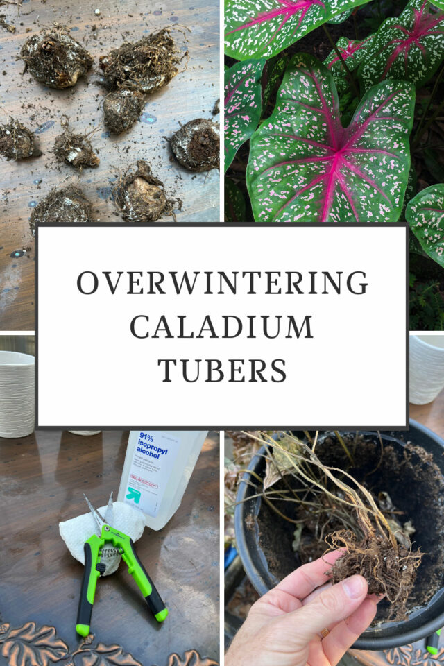 Overwintering Caladiums in Cold Climates: 5 Important Tips