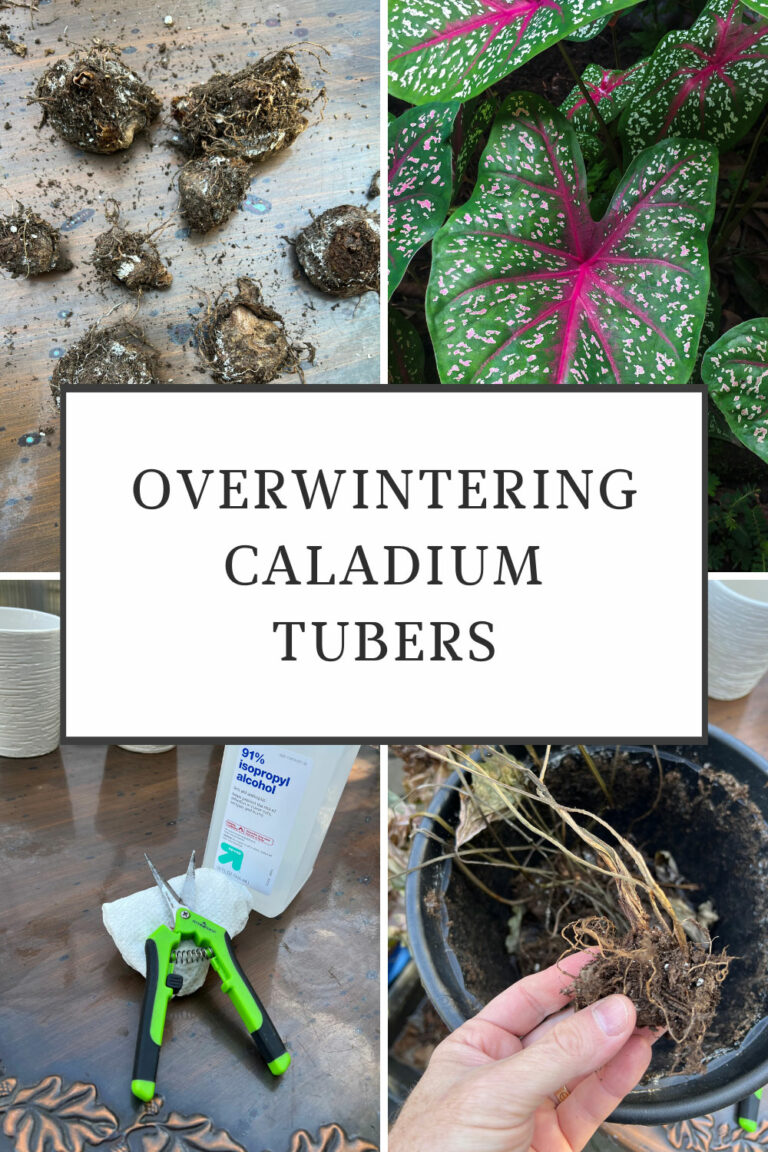 Overwintering Caladiums in Cold Climates: 5 Important Tips