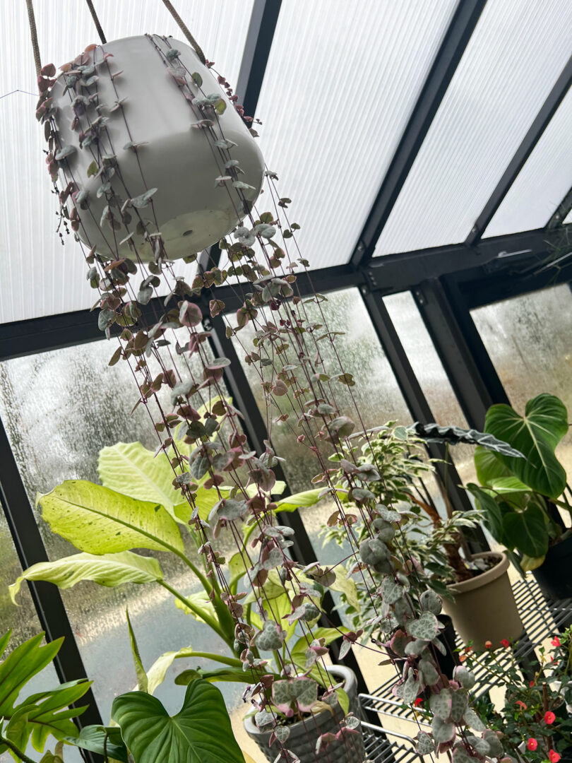 Variegated String of Hearts Care - More PINK + 13 Care Tips