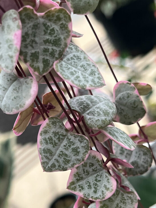 Variegated String of Hearts Care - More PINK + 13 Care Tips
