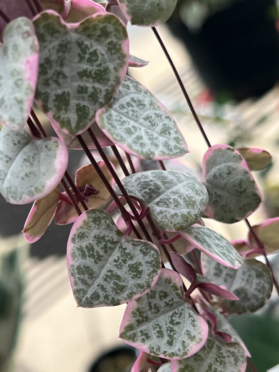 Variegated String of Hearts Care - More PINK + 13 Care Tips
