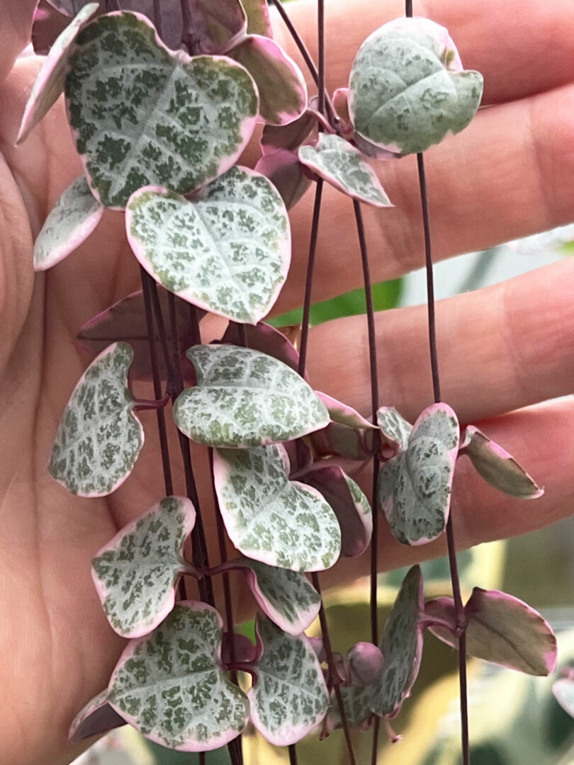 Variegated String of Hearts Care - More PINK + 13 Care Tips