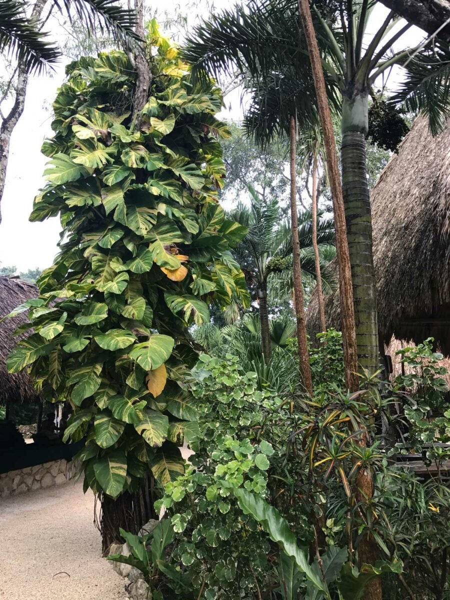 Pothos in the Wild: 5 Cool Facts About This "Houseplant"