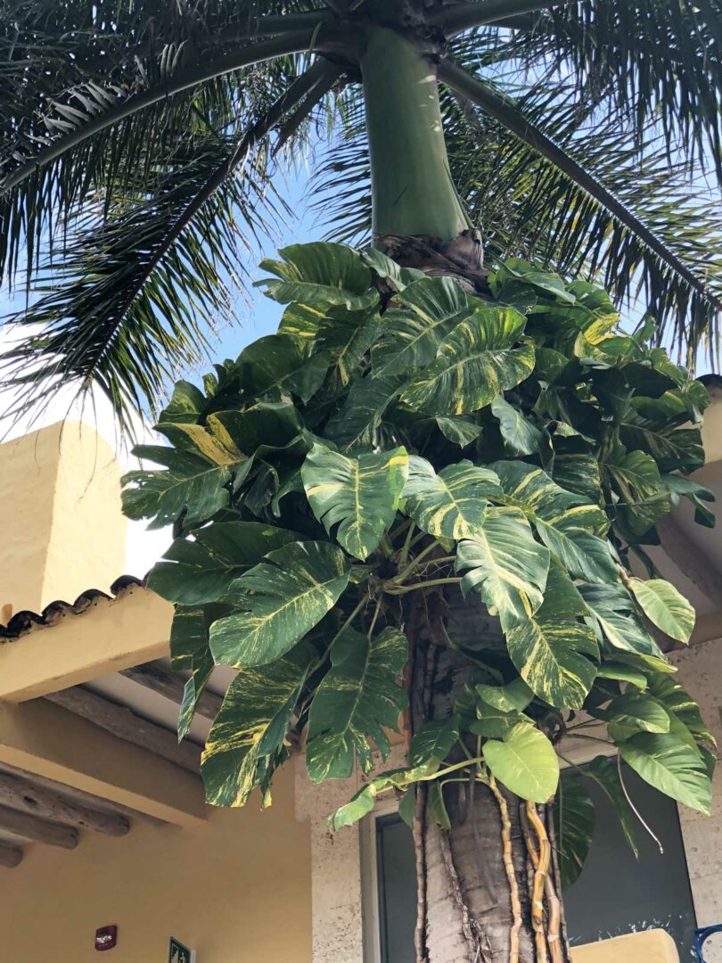 Pothos in the Wild: 5 Cool Facts About This "Houseplant"