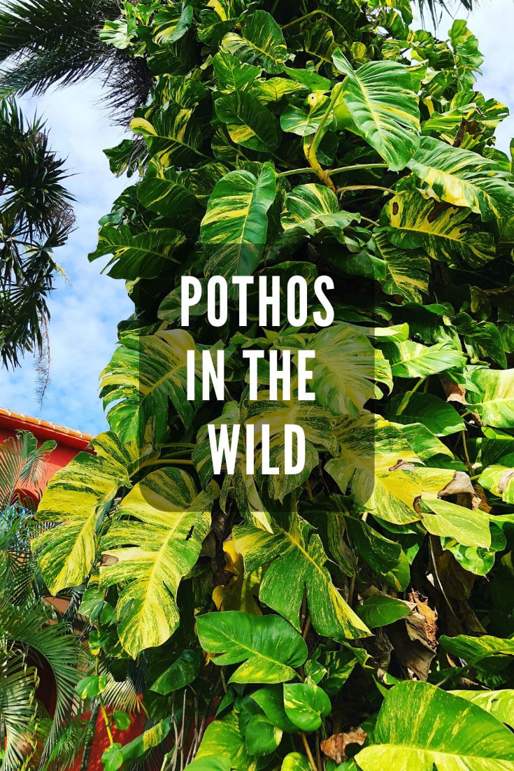Pothos in the Wild: 5 Cool Facts About This "Houseplant"