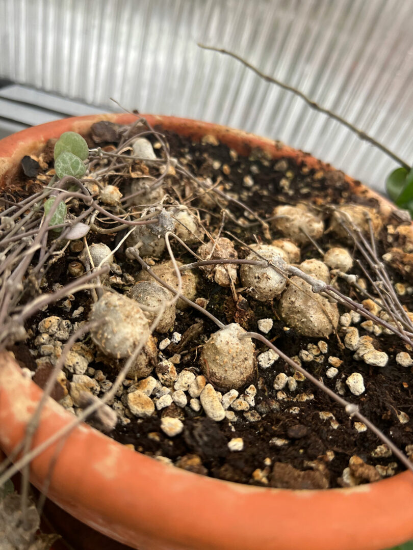 String of Hearts Balls: What They Are + 3 Fun Tips