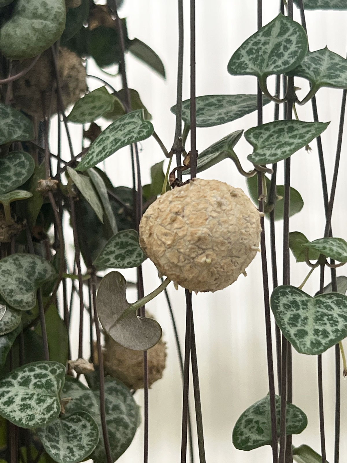 String of Hearts Balls: What They Are + 3 Fun Tips