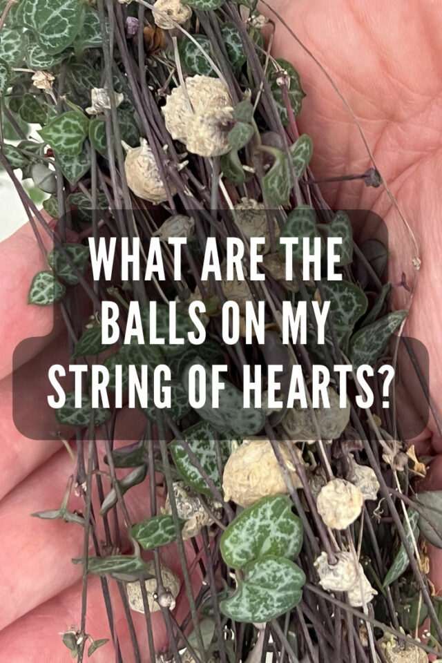 String of Hearts Balls: What They Are + 3 Fun Tips