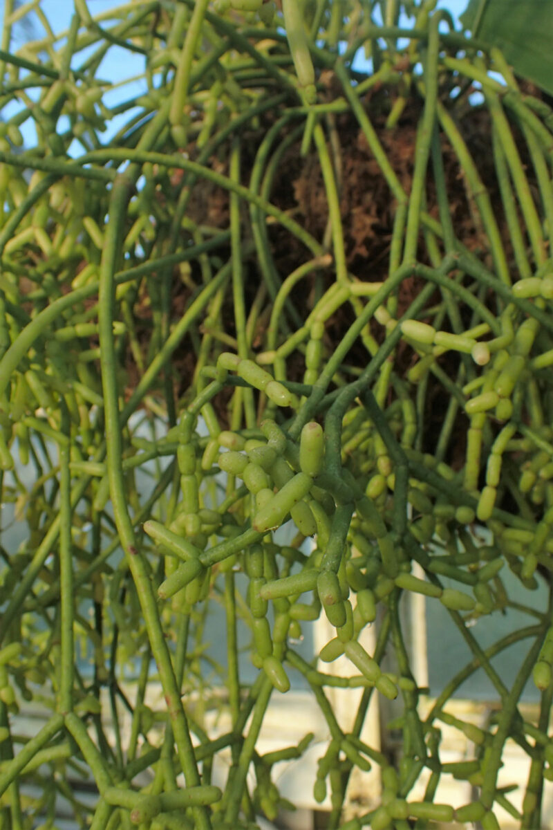 Rhipsalis Varieties: 21 Easy to Grow Mistletoe Cactus Types
