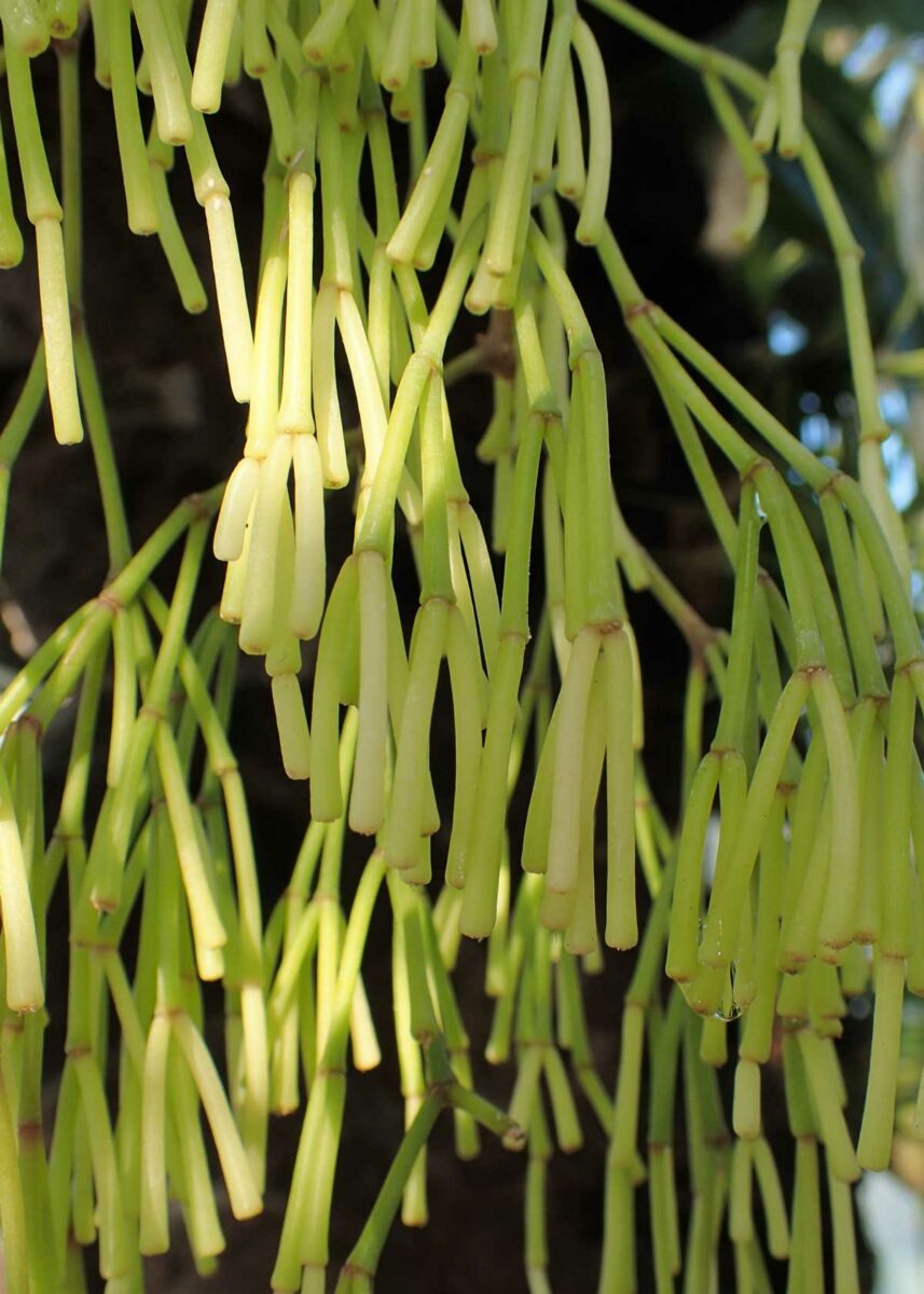 Rhipsalis Varieties: 21 Easy to Grow Mistletoe Cactus Types