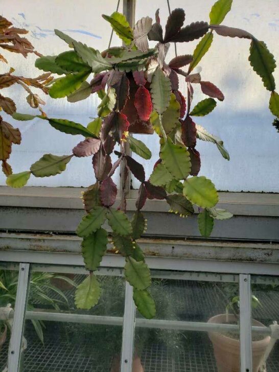 Rhipsalis Varieties: 21 Easy to Grow Mistletoe Cactus Types